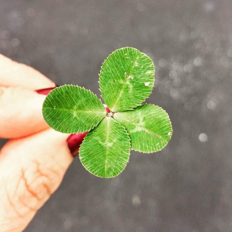 Why The Shamrock Is A Symbol of St. Patrick’s Day and Ireland ☘️ ...
