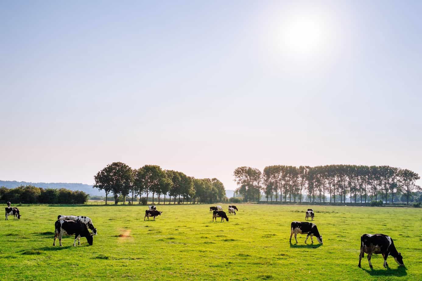 Top Irish Poem Number 82 A Drover By Padraic Colum Top Irish Poem Number 82 A Drover By Padraic Colum