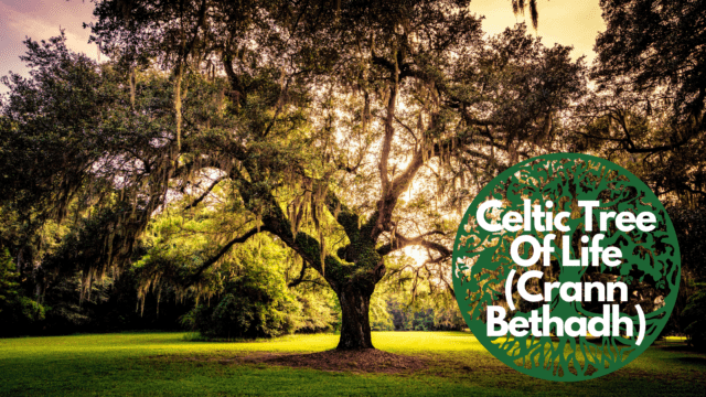 Celtic Tree Of Life(Crann Bethadh) - All You Need To Know About It