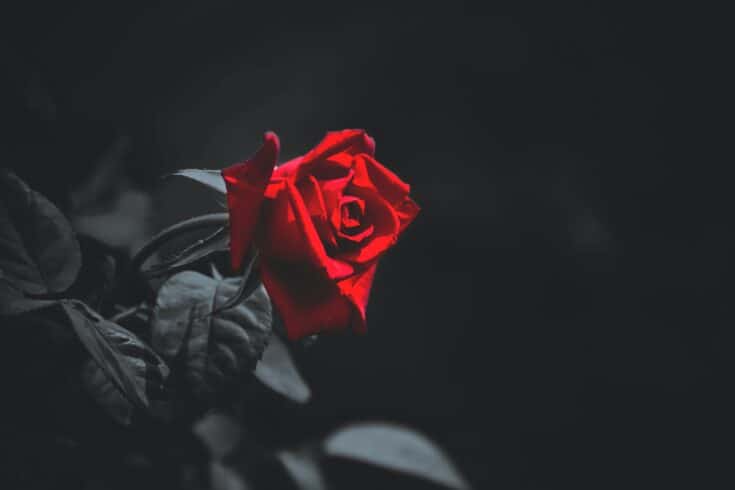 Irish Poem: I See His Blood Upon The Rose By Joseph Mary Plunkett