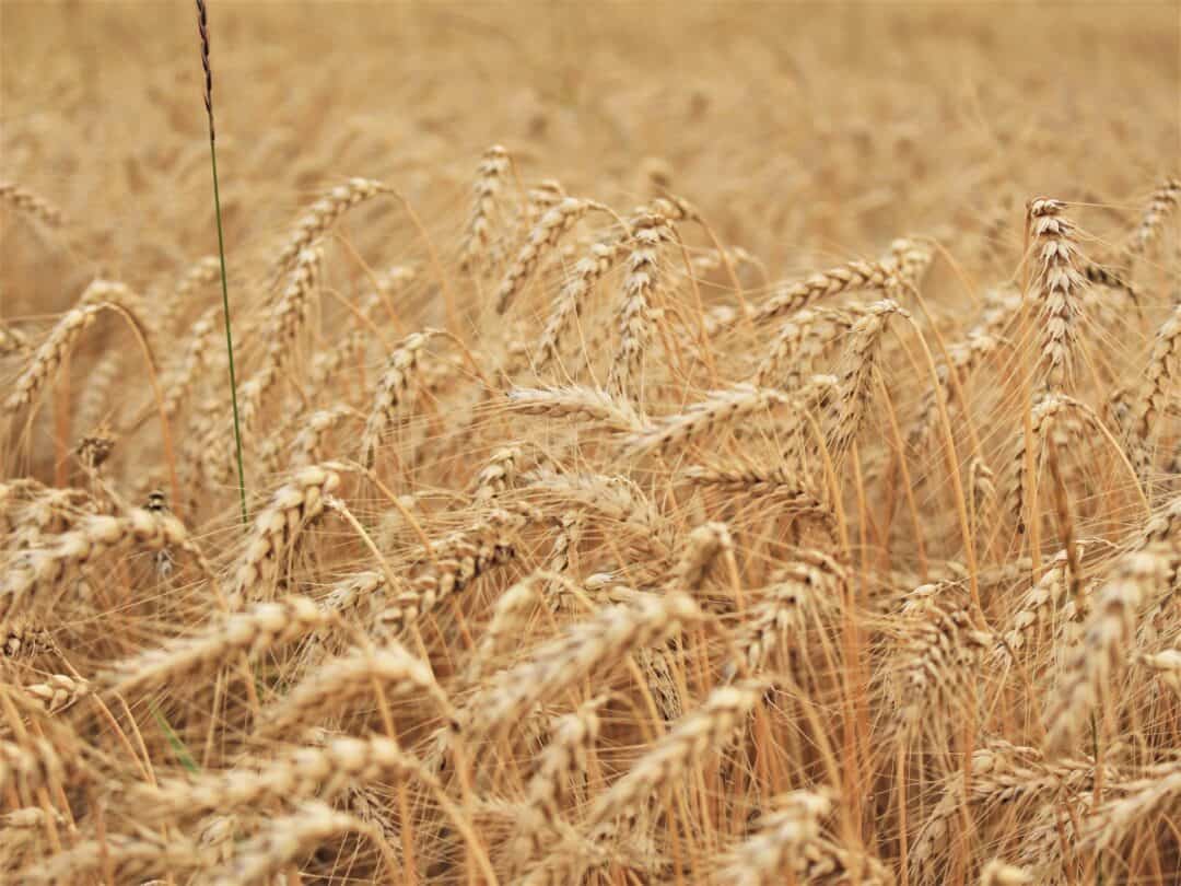 Irish Poem - Requiem For The Croppies, By Seamus Heaney