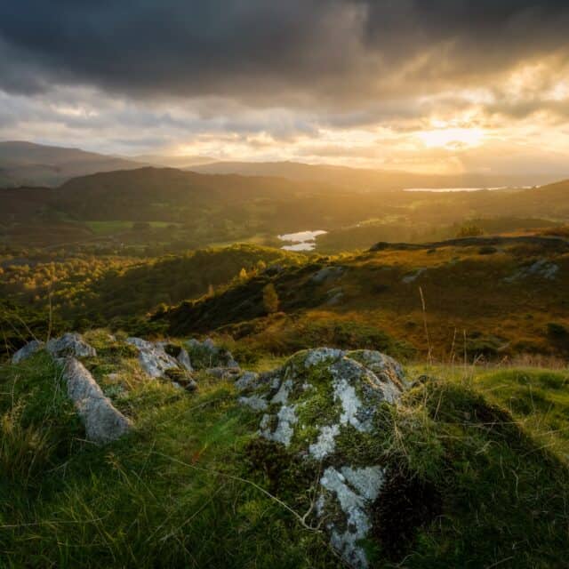 Why The Shamrock Is A Symbol of St. Patrick’s Day and Ireland ☘️ ...