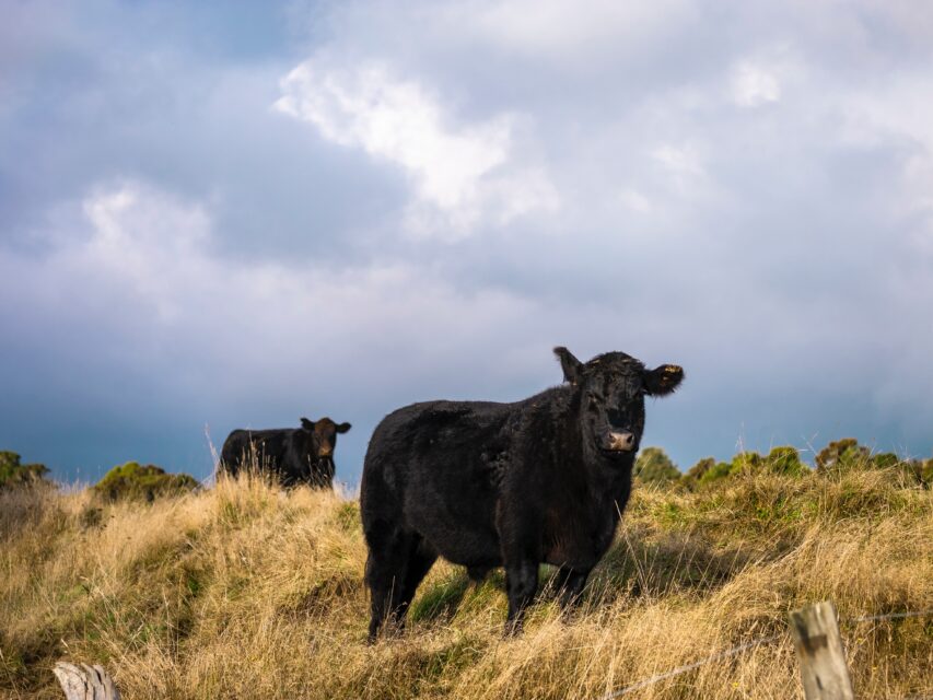 The Lost Heifer, By Austin Clarke - An Iconic Irish Poem - Irish Around ...